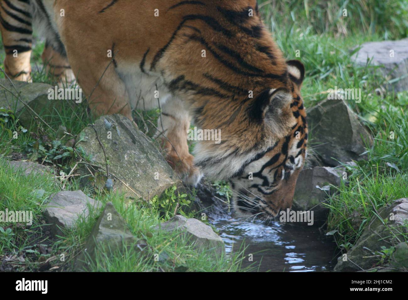 tiger in a zoo in france Stock Photo - Alamy