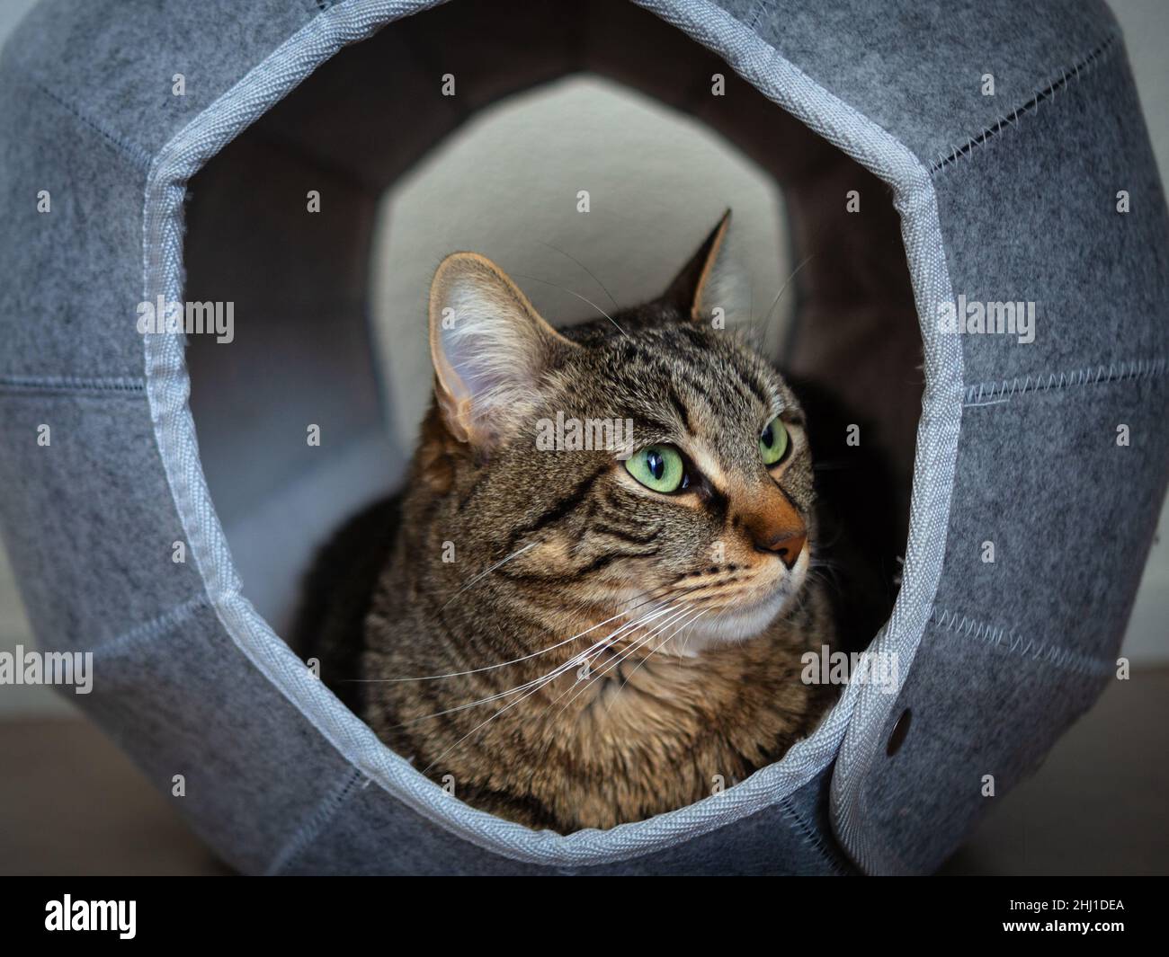 Catnip bed hi-res stock photography and images - Alamy