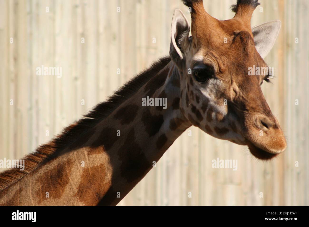 giraffe in a zoo in france Stock Photo - Alamy