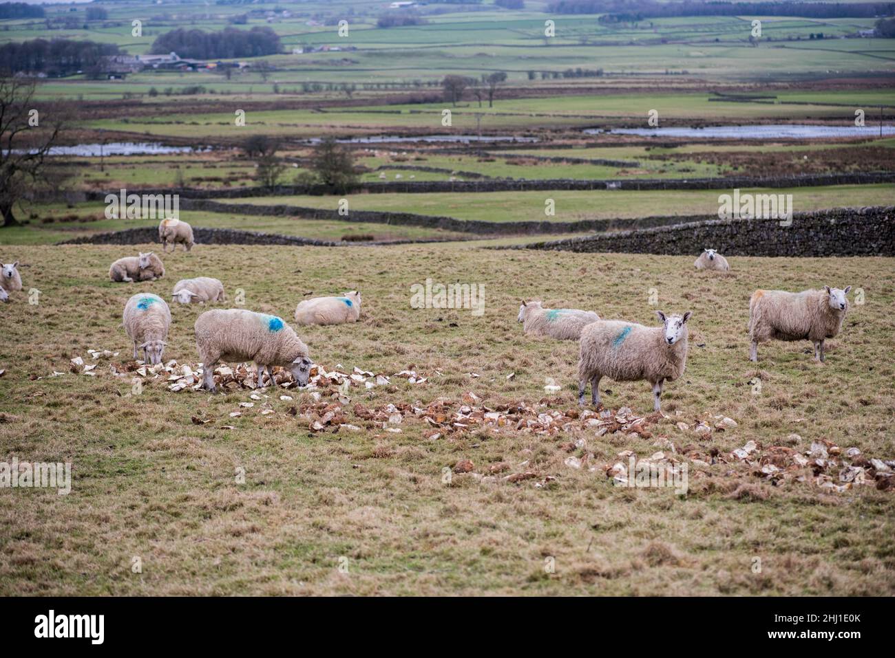 Raddle on sheep hi-res stock photography and images - Alamy