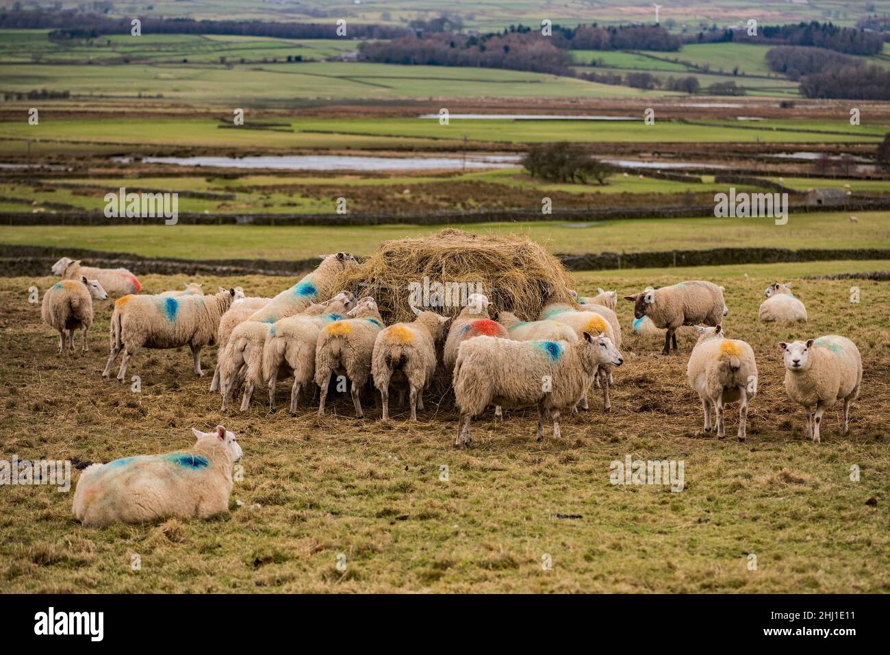 Smit marking sheep hi-res stock photography and images - Alamy