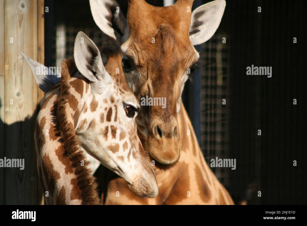 giraffe in a zoo in france Stock Photo - Alamy