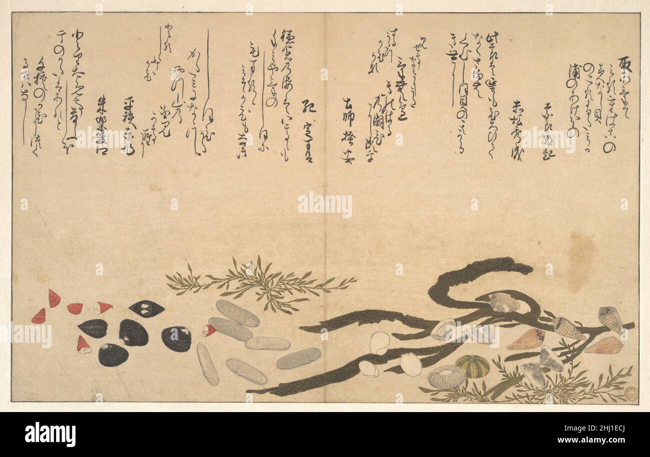 Under water shells hi-res stock photography and images - Alamy