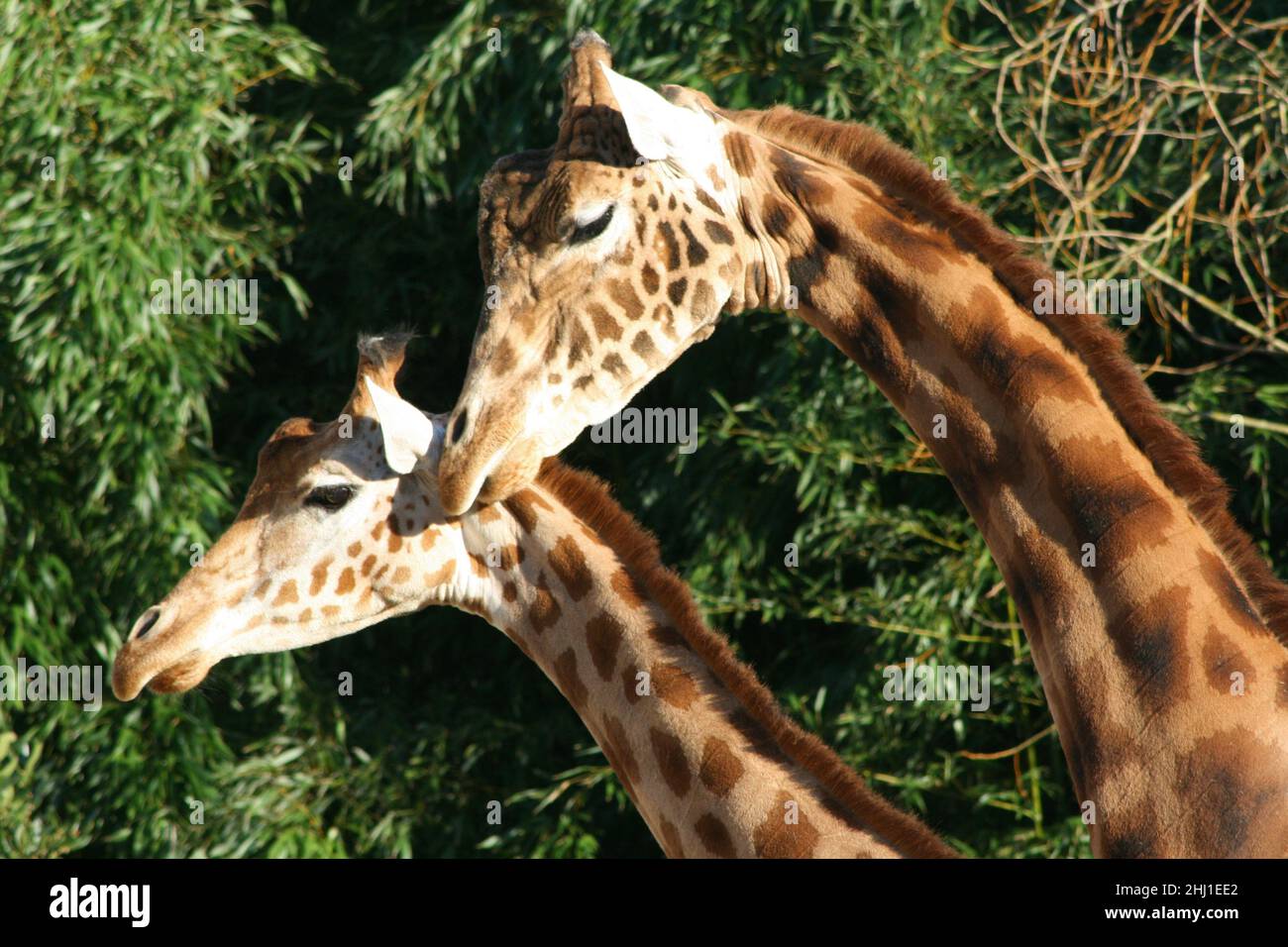 giraffe in a zoo in france Stock Photo - Alamy