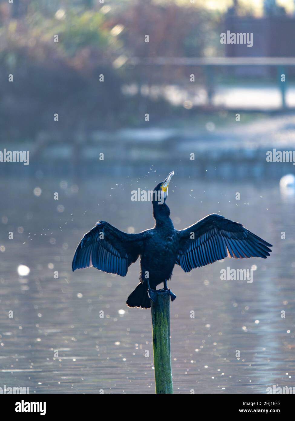 Cormorant sunbathing itself on lake hi-res stock photography and images ...