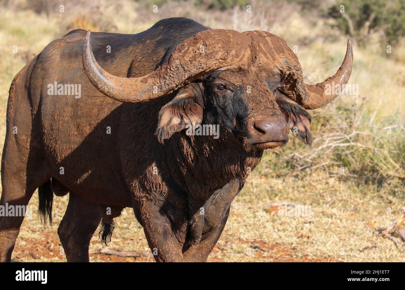 Large Buffalo Bull in South Africa Stock Photo - Alamy