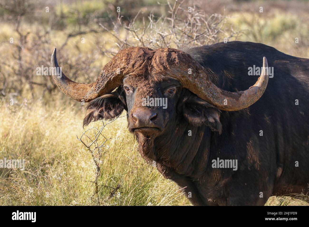 Large Buffalo Bull in South Africa Stock Photo - Alamy