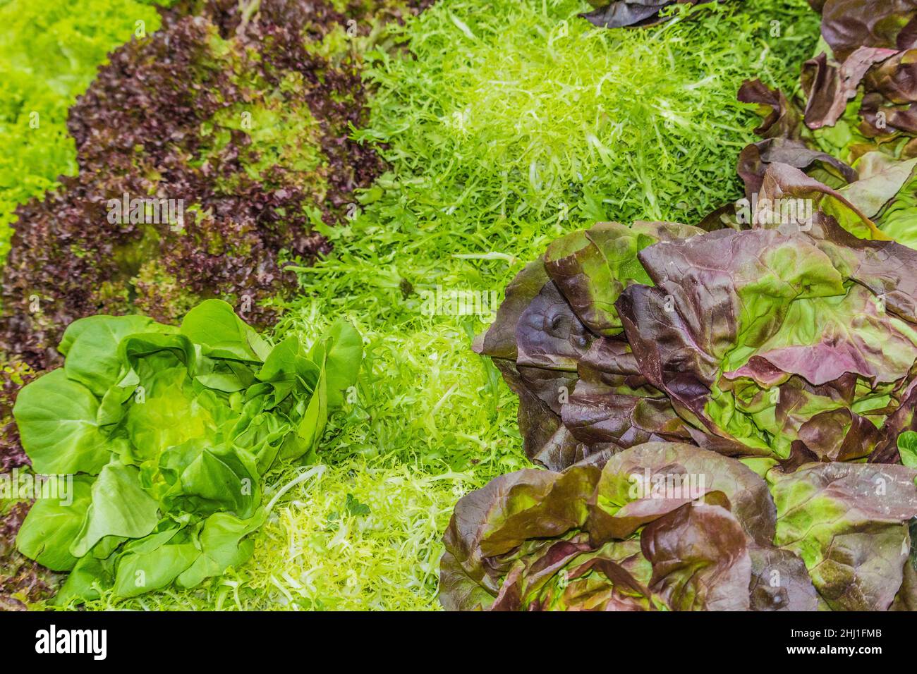 Fresh green leafy lettuce of various types taken at a farmers market in ...