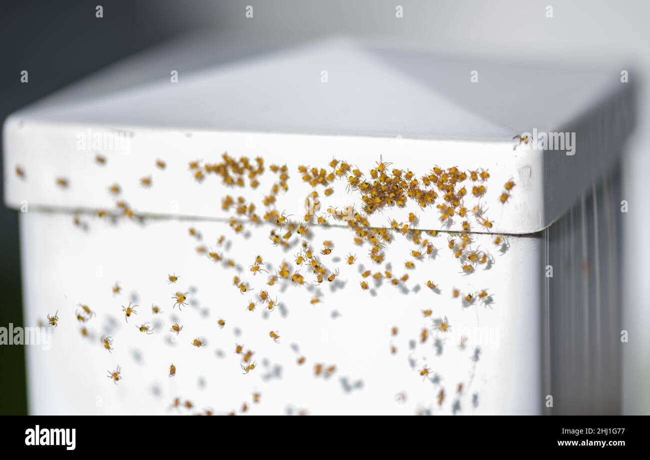 Newly hatched baby spiders crawling on a white fence Stock Photo - Alamy