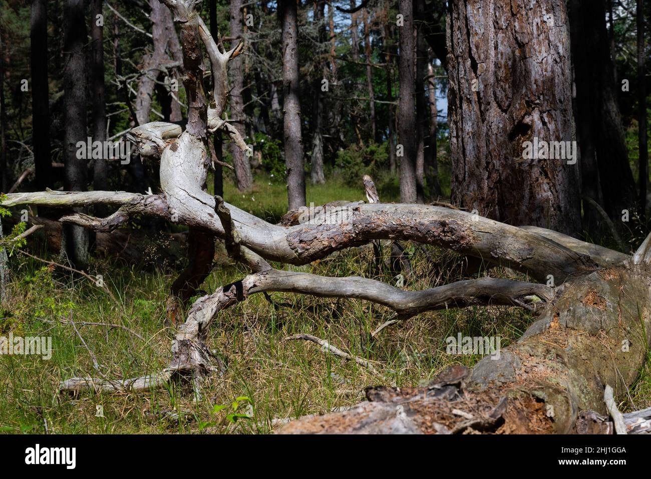 Dry branches on the ground in pine tree forest. A pine is any conifer ...