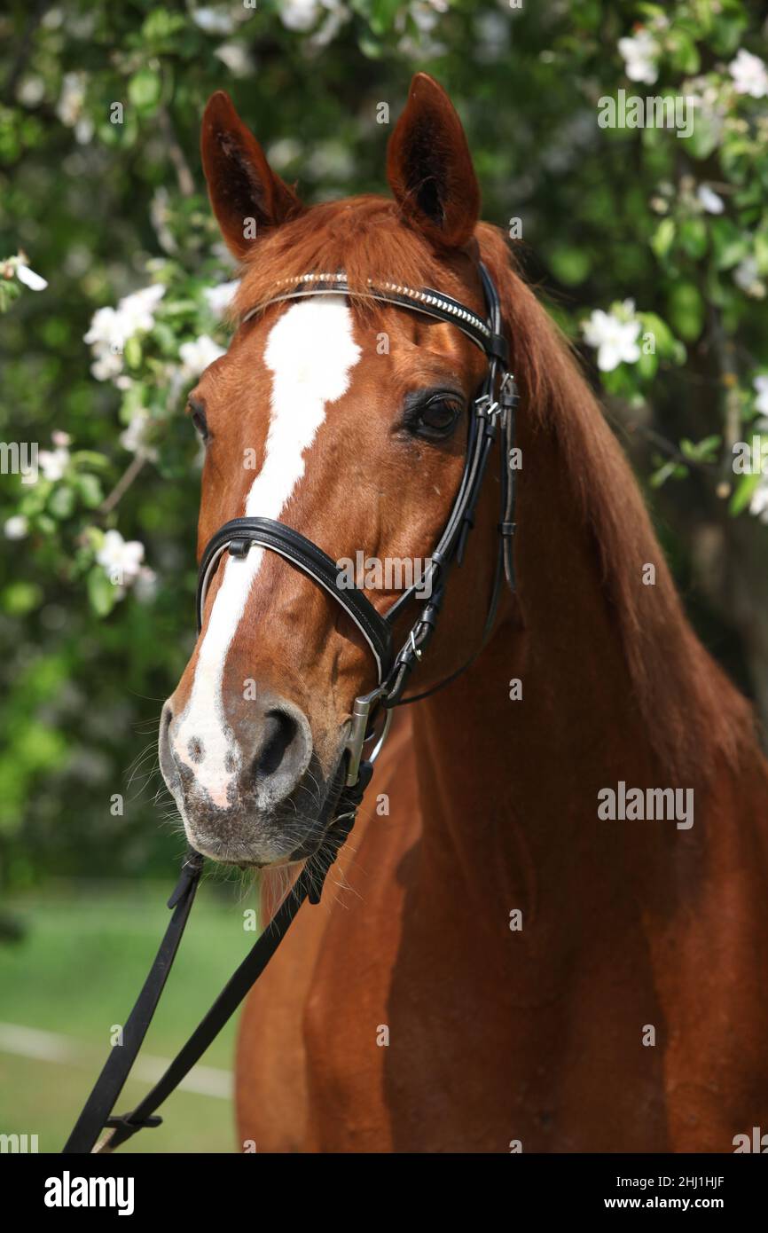 Budyonny horse in front of flowering tree Stock Photo - Alamy