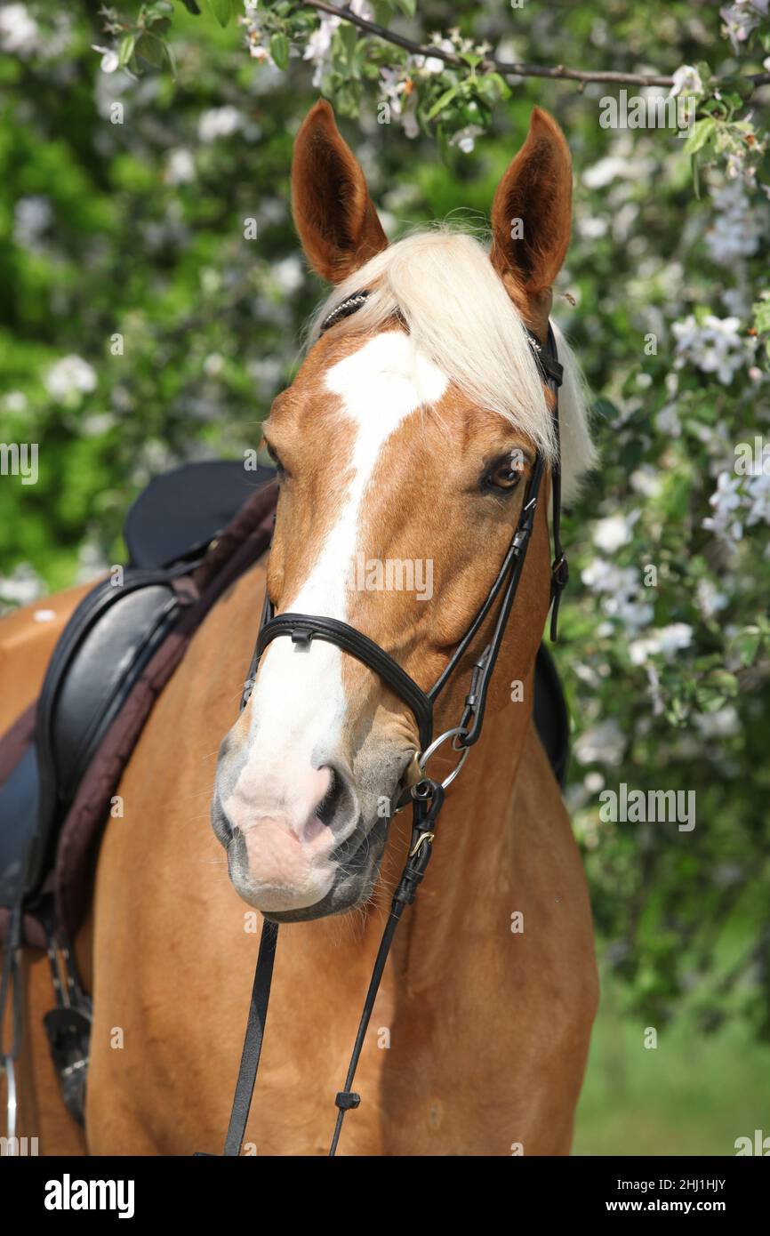 Amazing palomino warmblood in front of flowering tree Stock Photo - Alamy