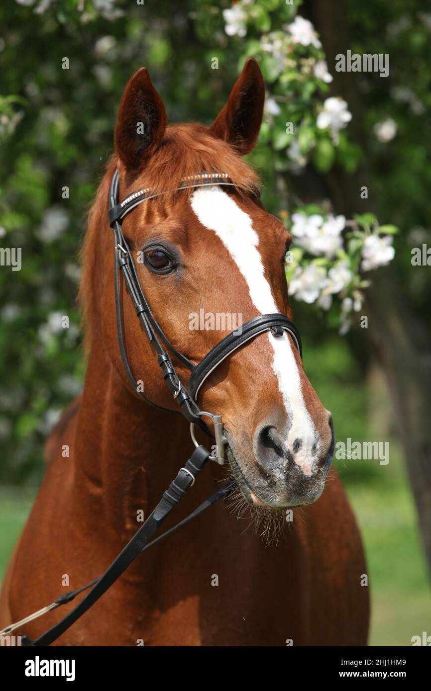 Budyonny horse in front of flowering tree Stock Photo - Alamy