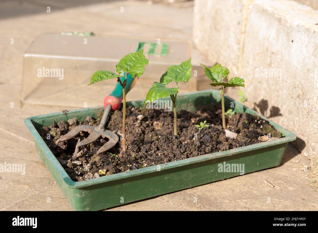 Cotyledon seed germination High Resolution Stock Photography and Images ...