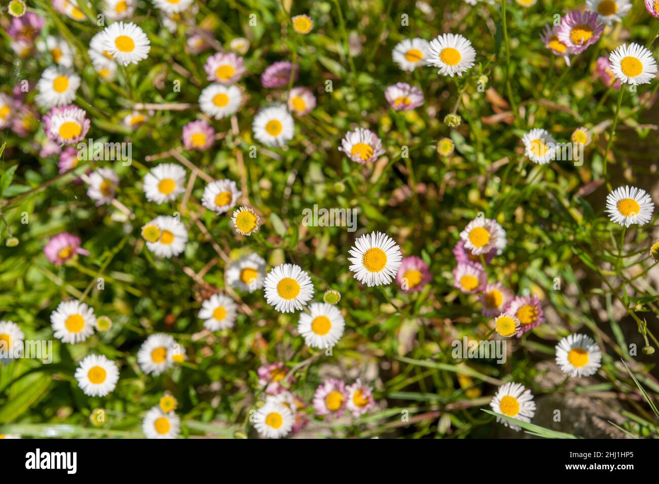 Trailing daisies hi-res stock photography and images - Alamy