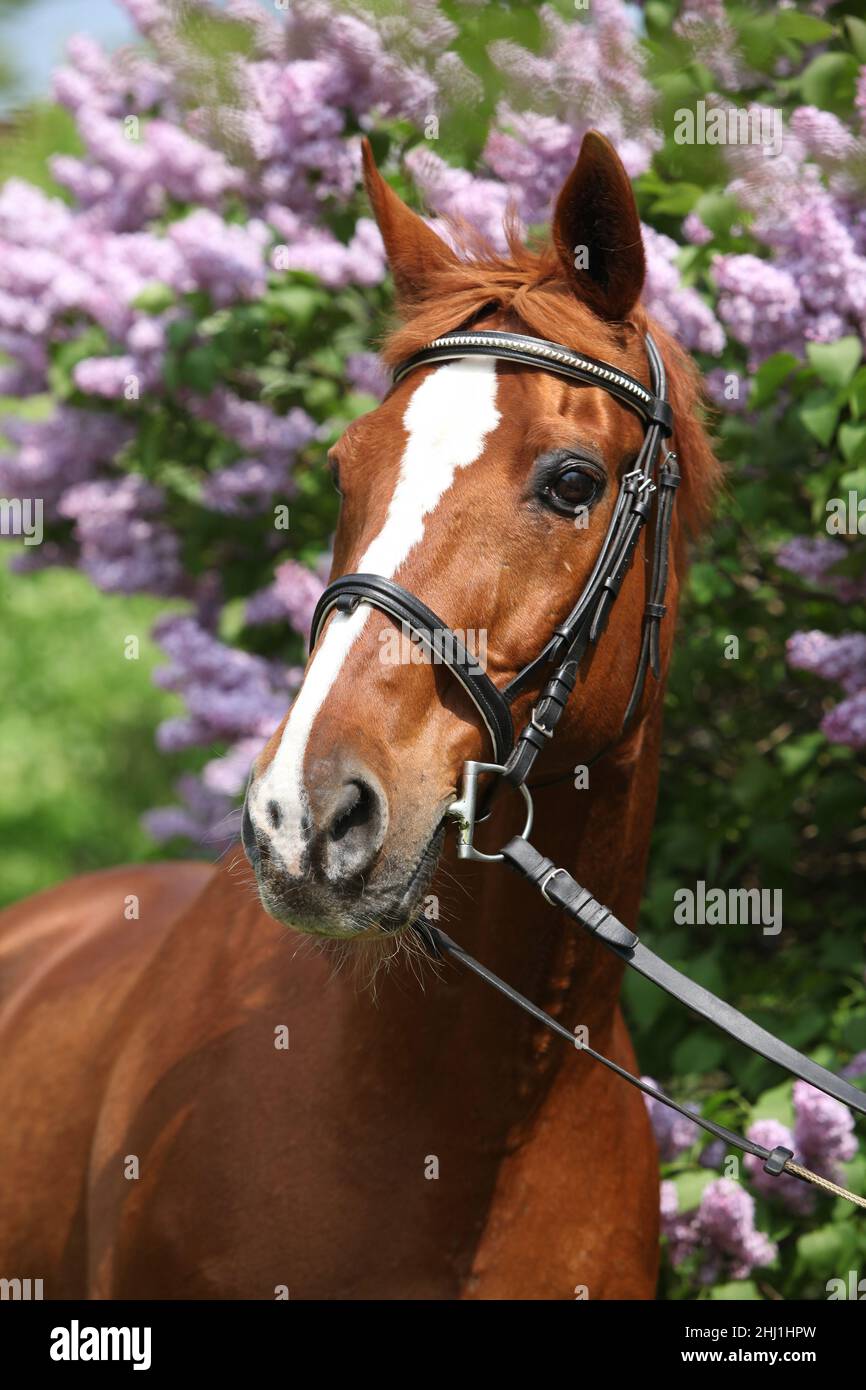 Beautiful Budyonny horse in front of flowering pipe-tree Stock Photo ...
