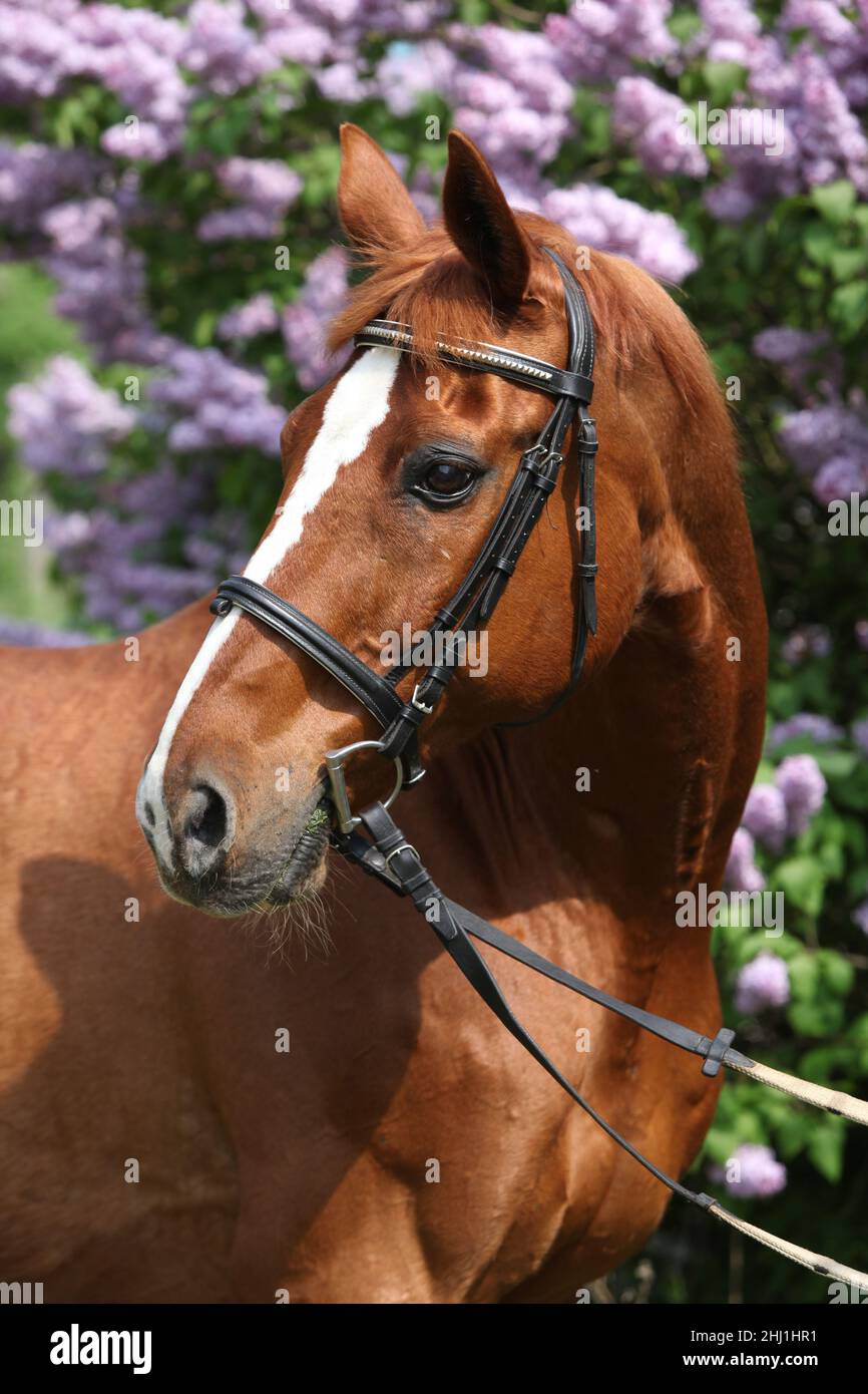 Beautiful Budyonny horse in front of flowering pipe-tree Stock Photo ...
