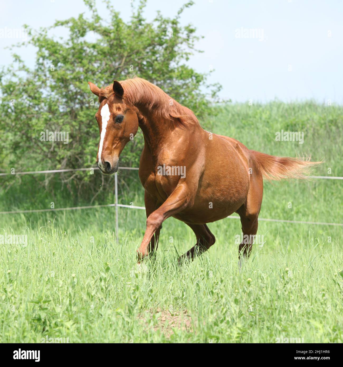 Beautiful chestnut Budyonny horse running in the grass Stock Photo - Alamy