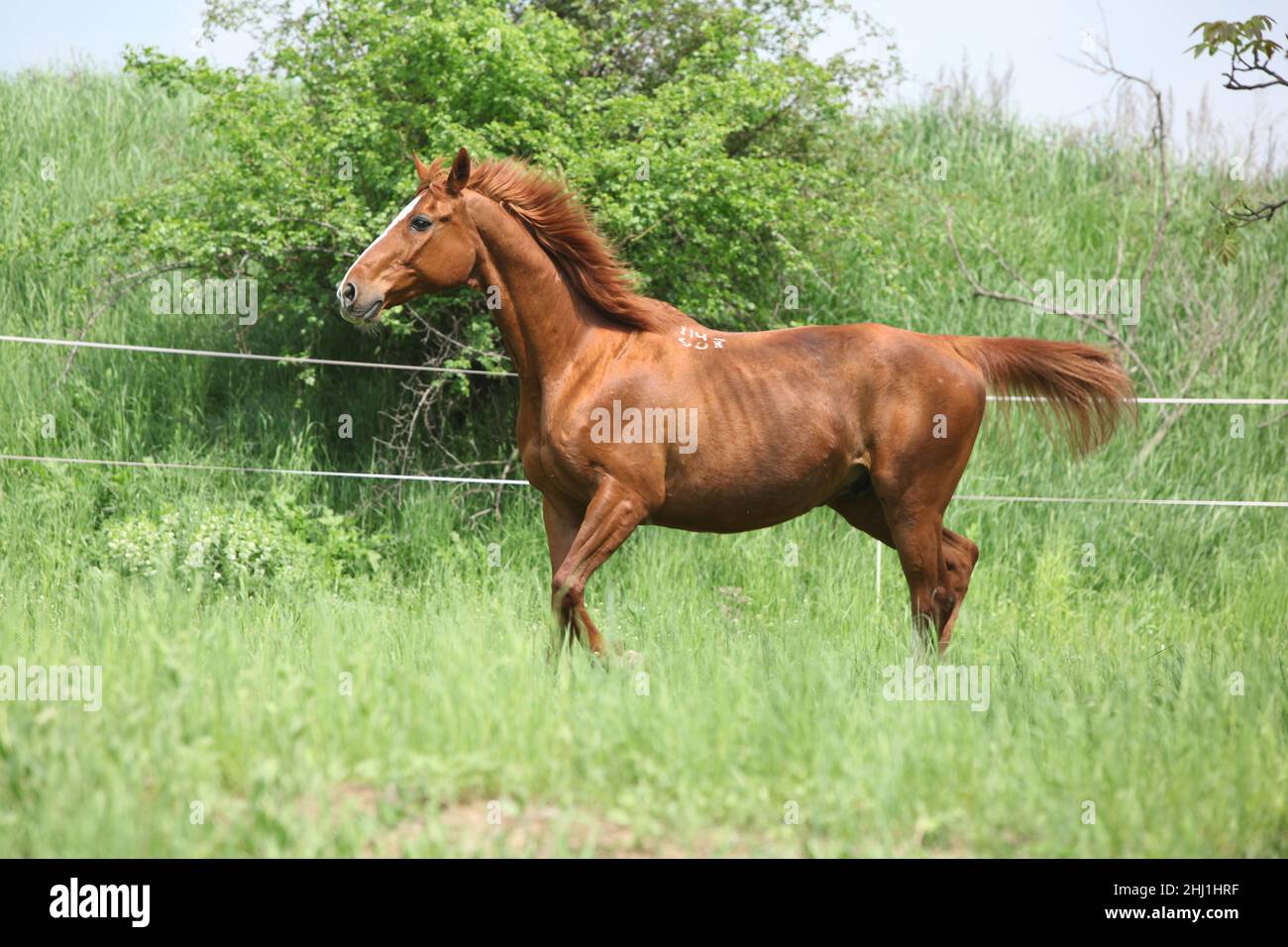 Budyonny horse hi-res stock photography and images - Alamy