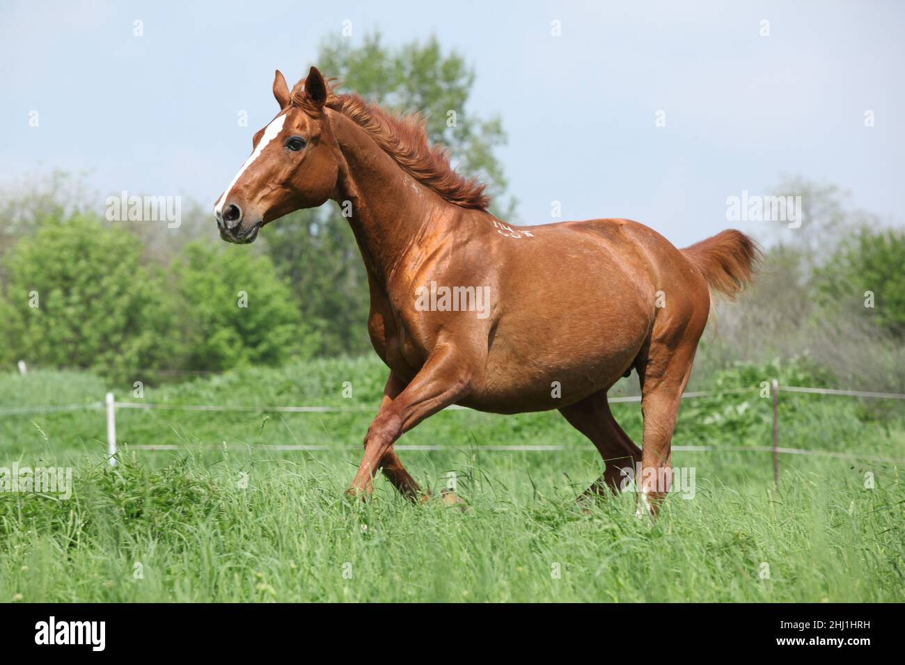 Beautiful chestnut Budyonny horse running in the grass Stock Photo - Alamy