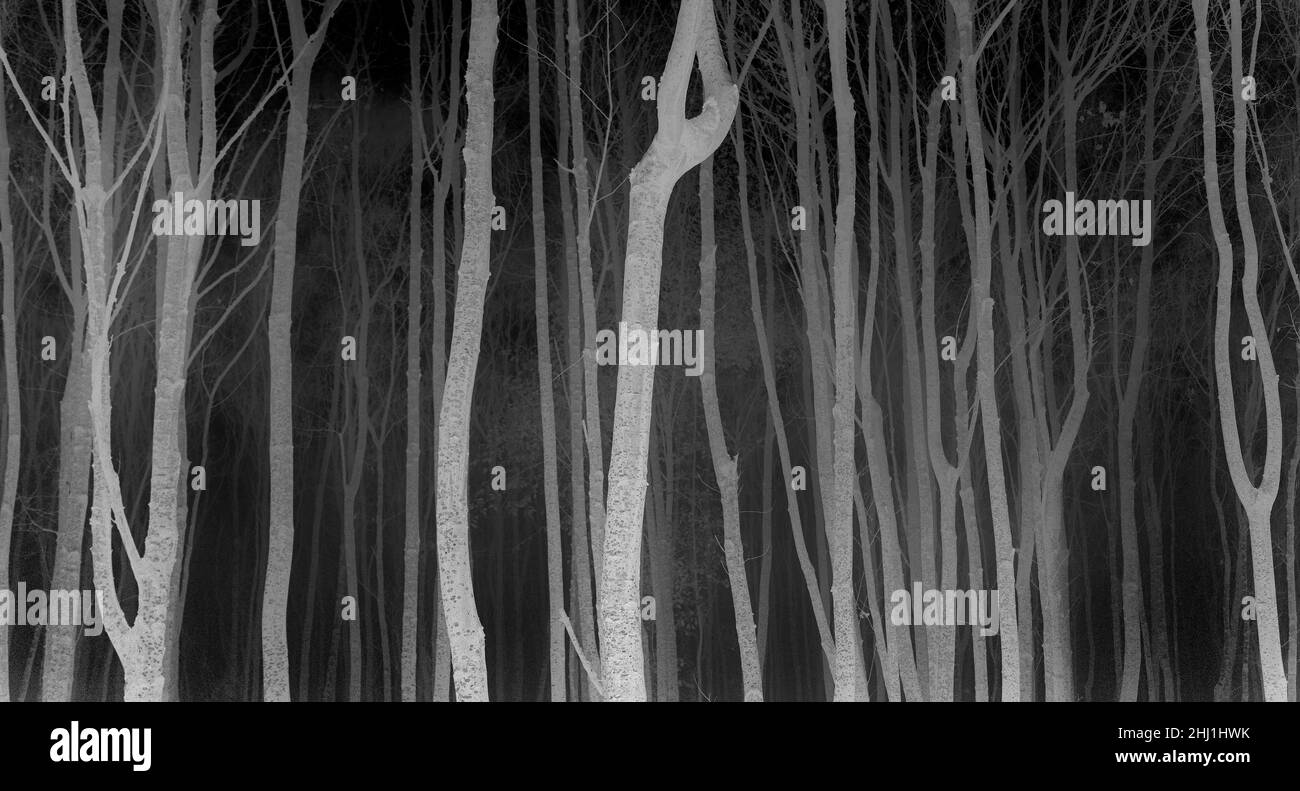 Black and white forest - spooky look Stock Photo - Alamy