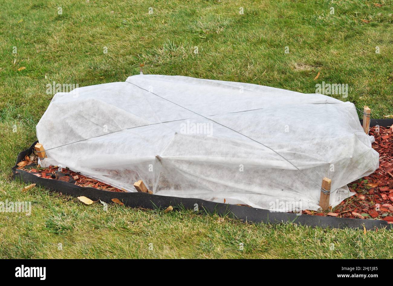 How to prepare roses to cover for winter shelter. Protecting Roses from ...