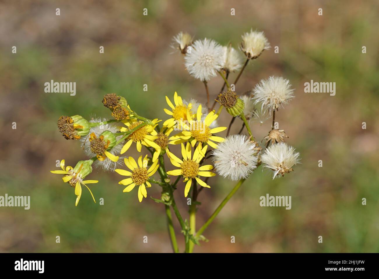 Flowers and seed heads of ragwort (Jacobaea vulgaris, Senecio jacobaea ...
