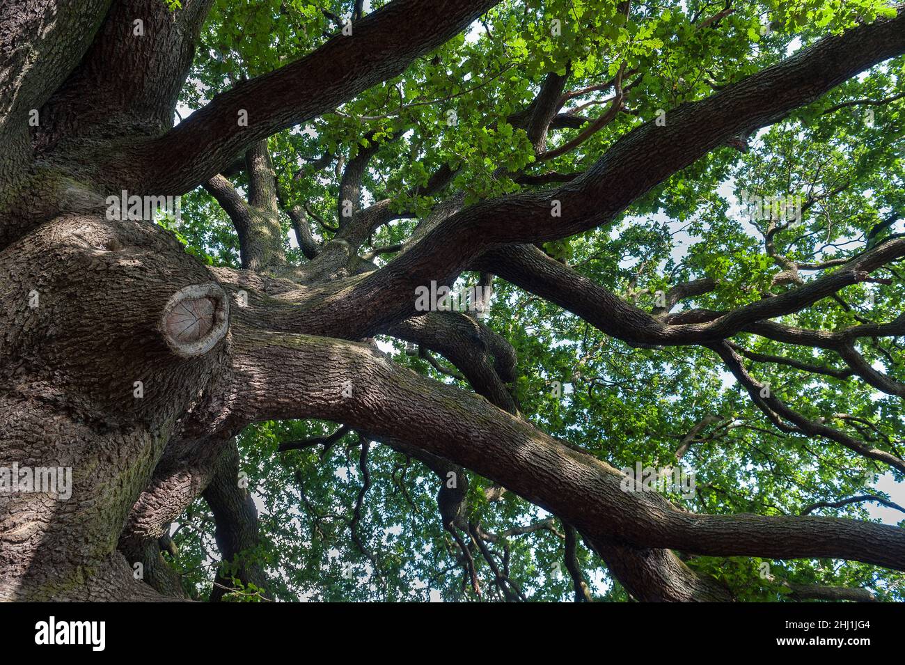 Spreading towering irregular crown of ancient massive large English oak ...