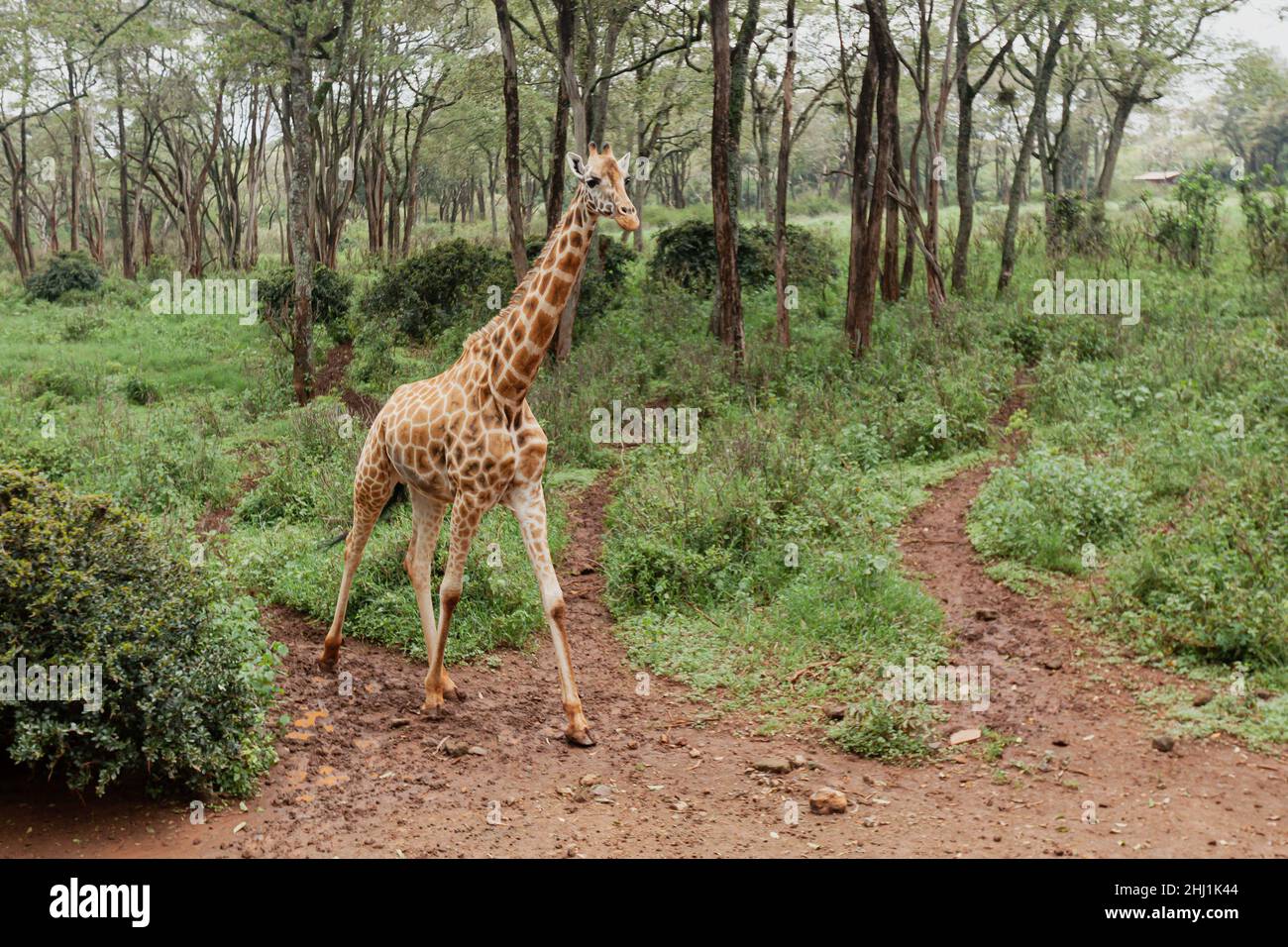 A giraffe walking on the footpath of Giraffe Centre, Kenya Stock Photo ...
