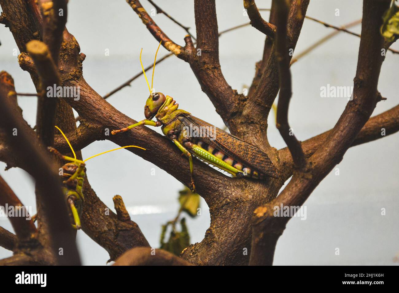 Giant grasshopper on a tree branch Stock Photo - Alamy