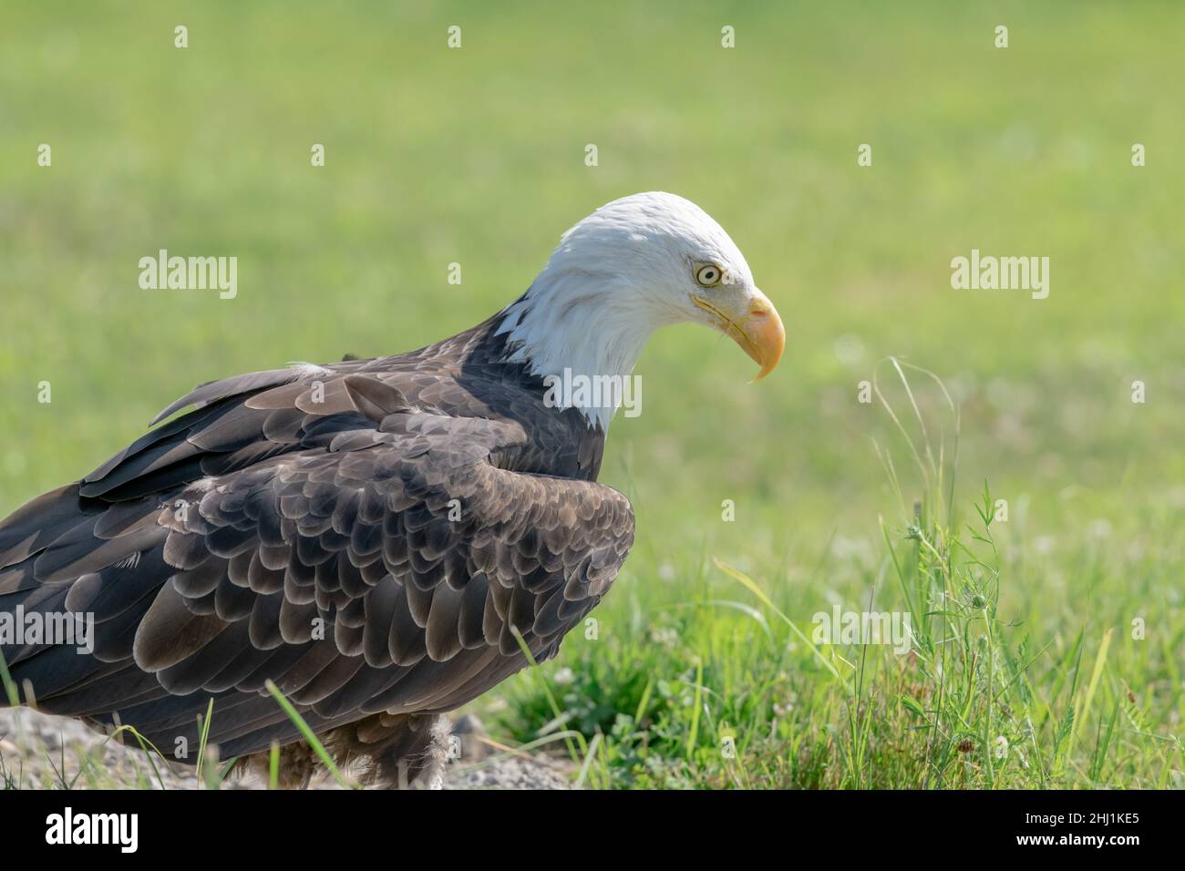 Close up of a bald eagle Stock Photo - Alamy