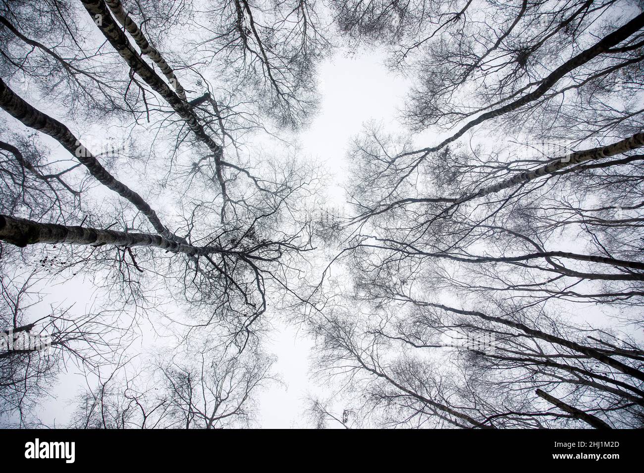 Looking up into tree canopy Stock Photo - Alamy