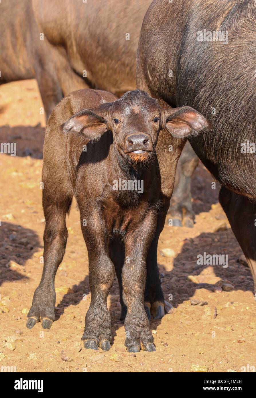 Buffalo Calf in South Africa Stock Photo - Alamy