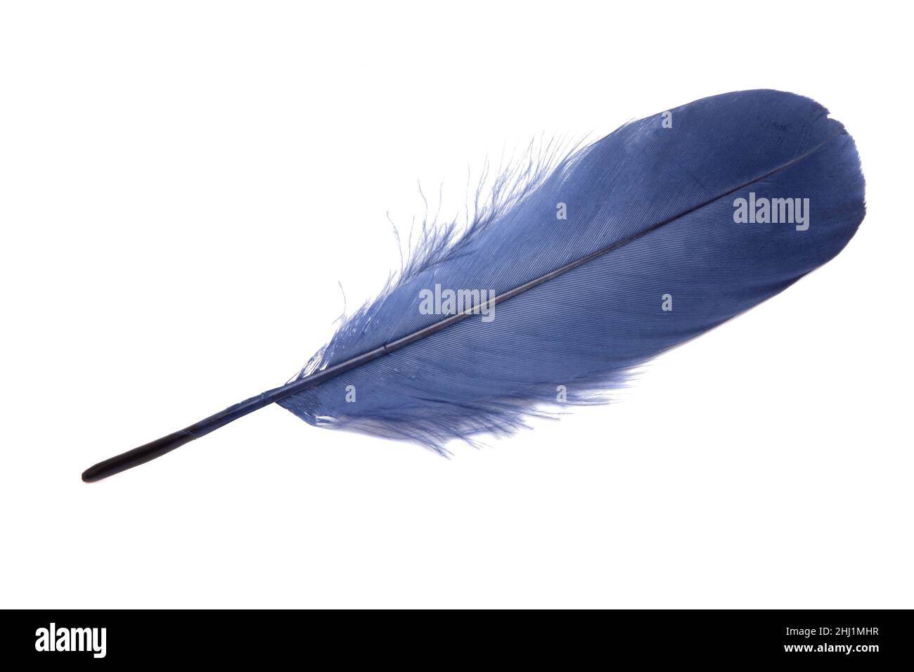 Dark Blue fluffy feather isolated on the white Stock Photo - Alamy