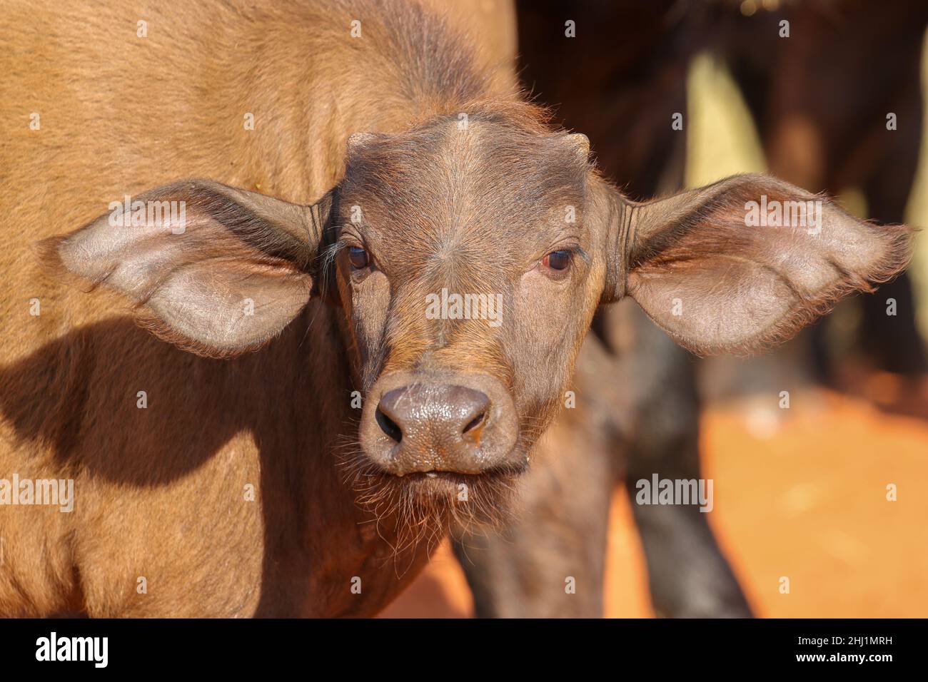 Buffalo Calf in South Africa Stock Photo - Alamy