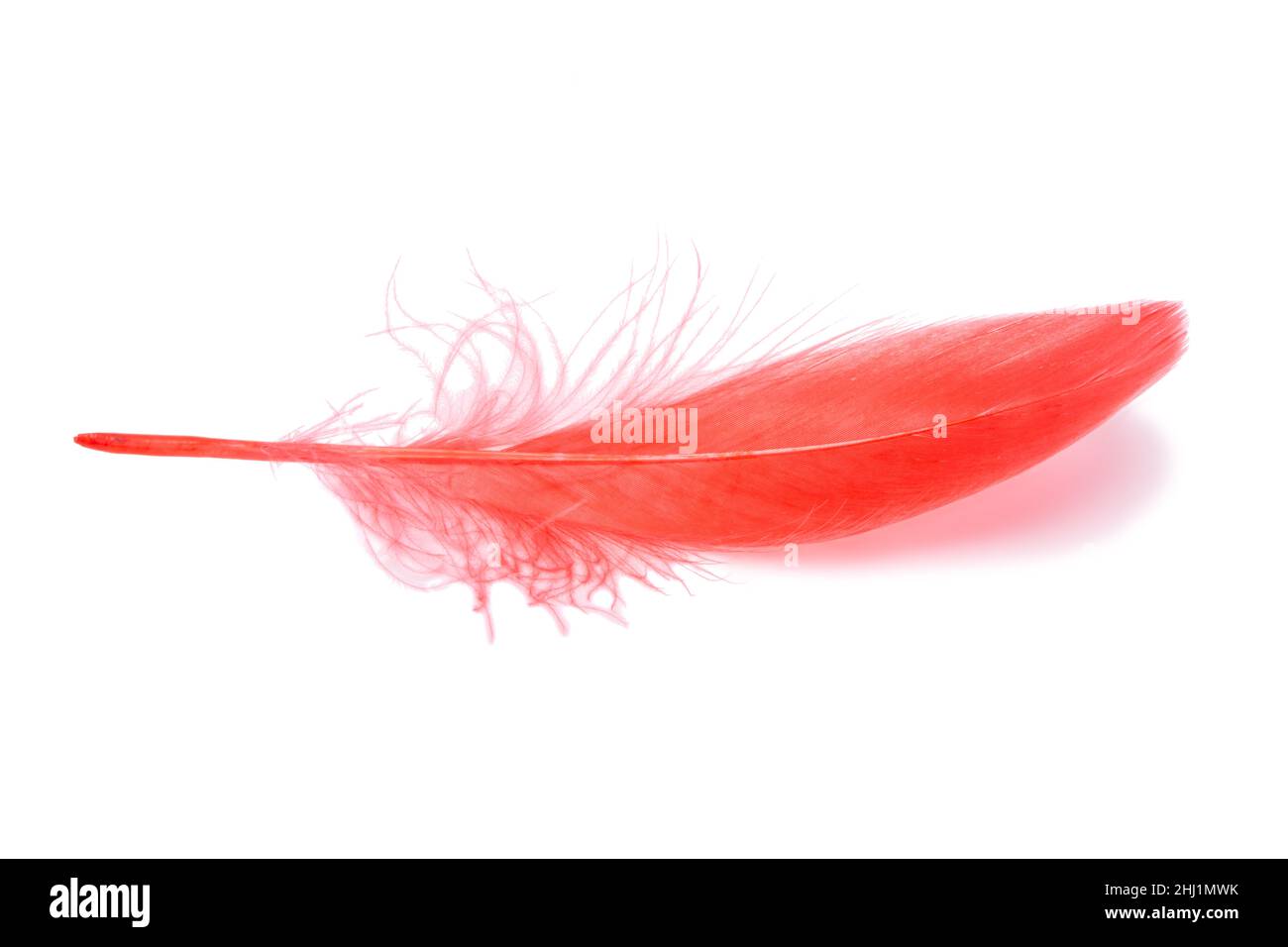Red blue green feather detail Cut Out Stock Images & Pictures - Alamy