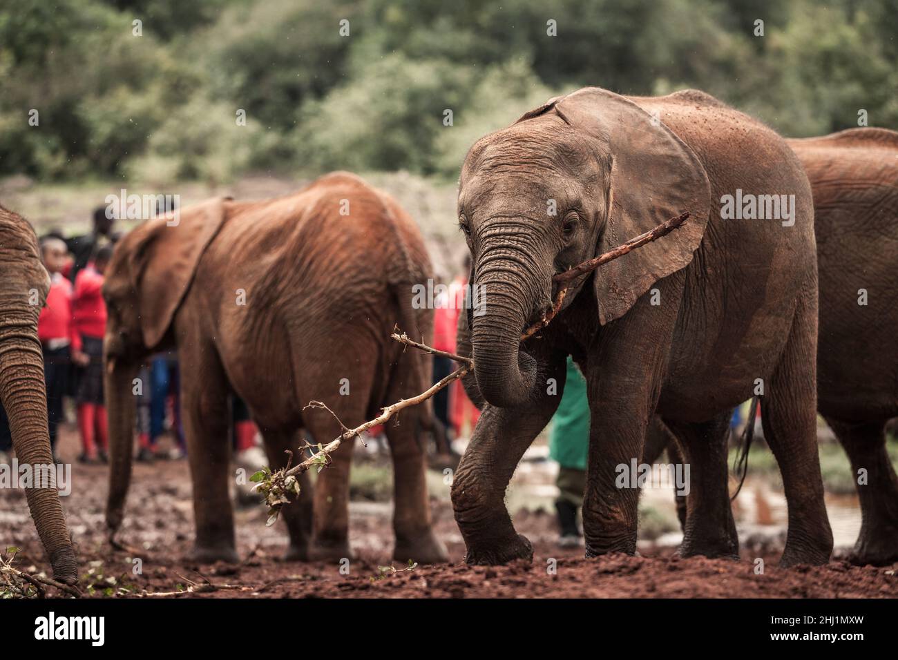 Baby elephant carrying a tree branch with its trunk Stock Photo - Alamy