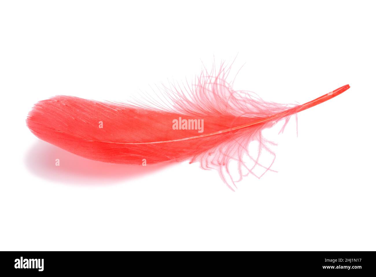 Red blue green feather detail hi-res stock photography and images - Alamy