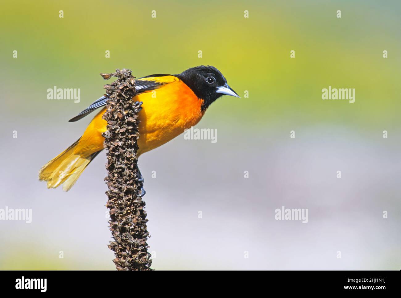 Male Baltimore oriole during spring migration Stock Photo - Alamy