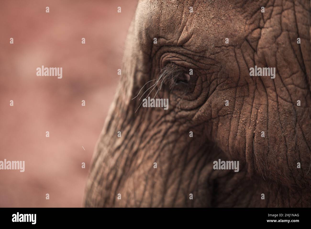 Close-up of elephant's wrinkled skin, Nairobi National Park, Kenya ...
