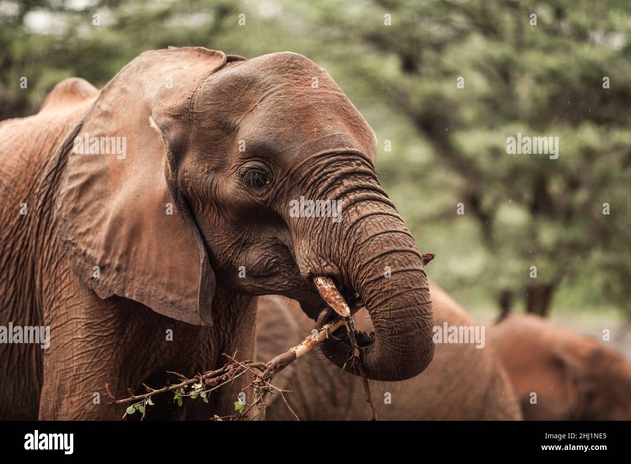 Close-up of a baby elephant carrying a tree branch with its trunk Stock ...