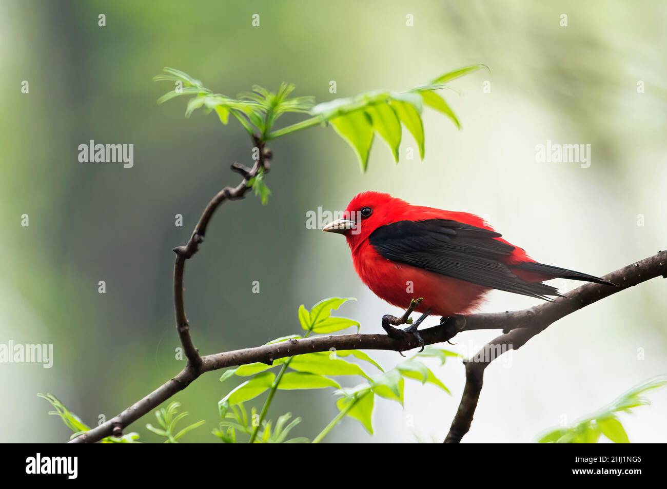 Male scarlet tanager during spring migration Stock Photo - Alamy