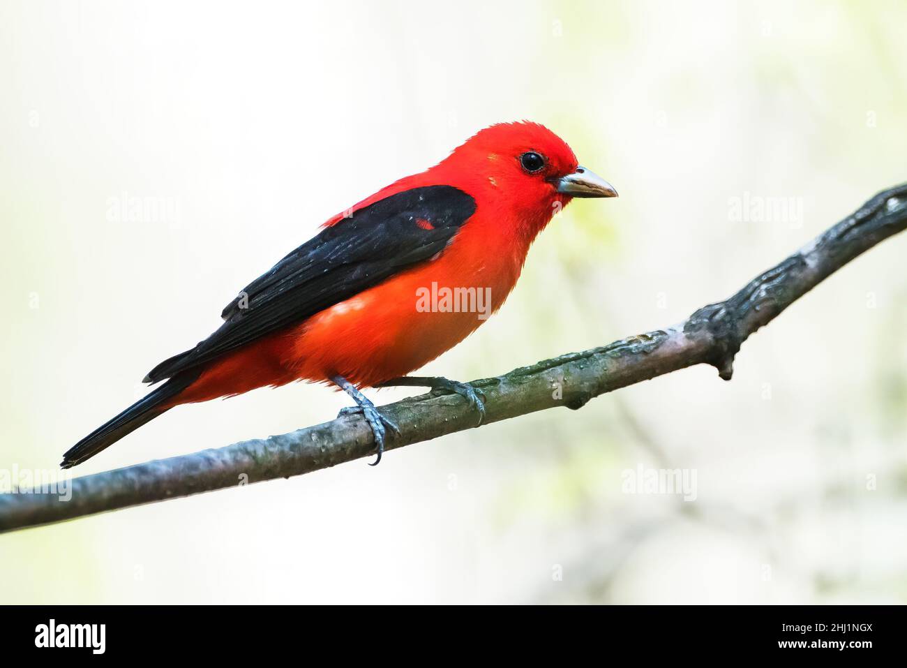 Male scarlet tanager during spring migration Stock Photo - Alamy