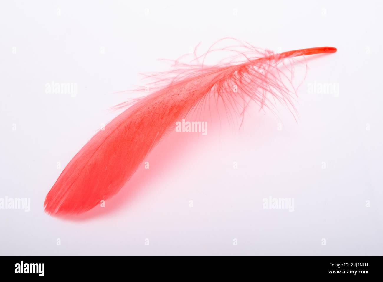 Red fluffy decorative bird feather isolated on the white Stock Photo ...