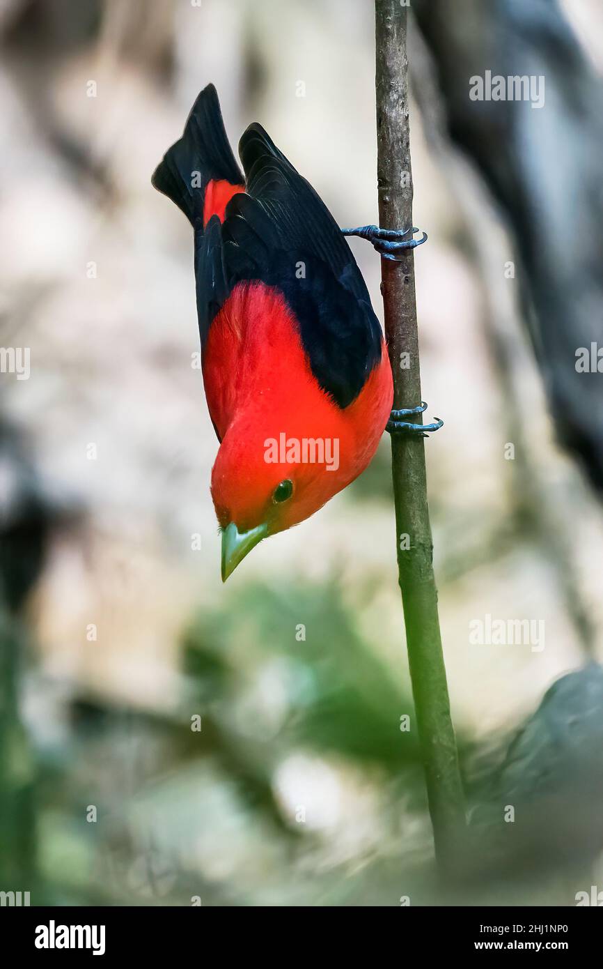 Male scarlet tanager during spring migration Stock Photo - Alamy