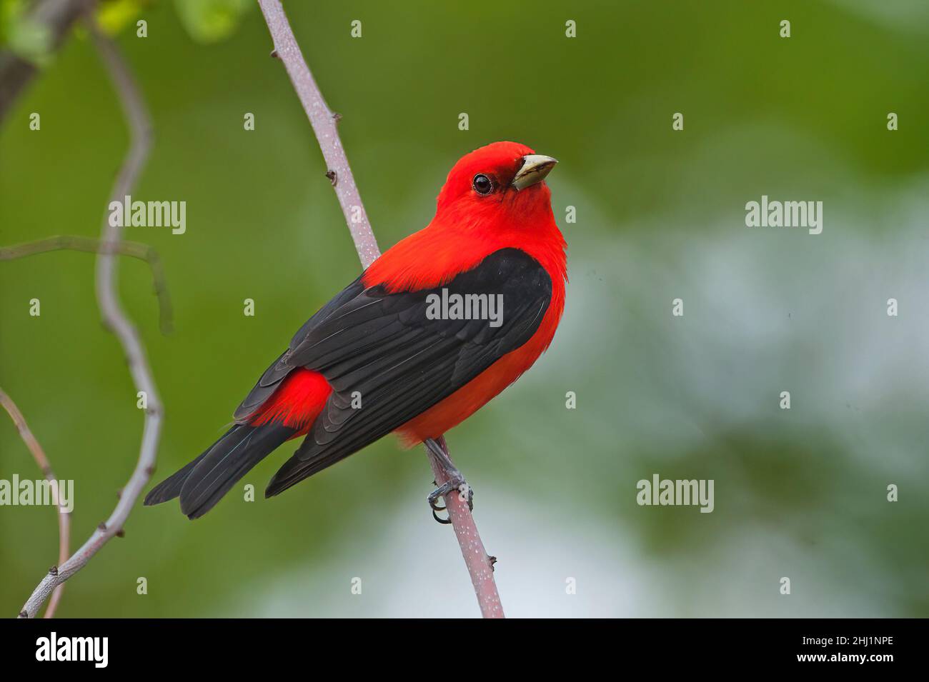 Male scarlet tanager during spring migration Stock Photo - Alamy