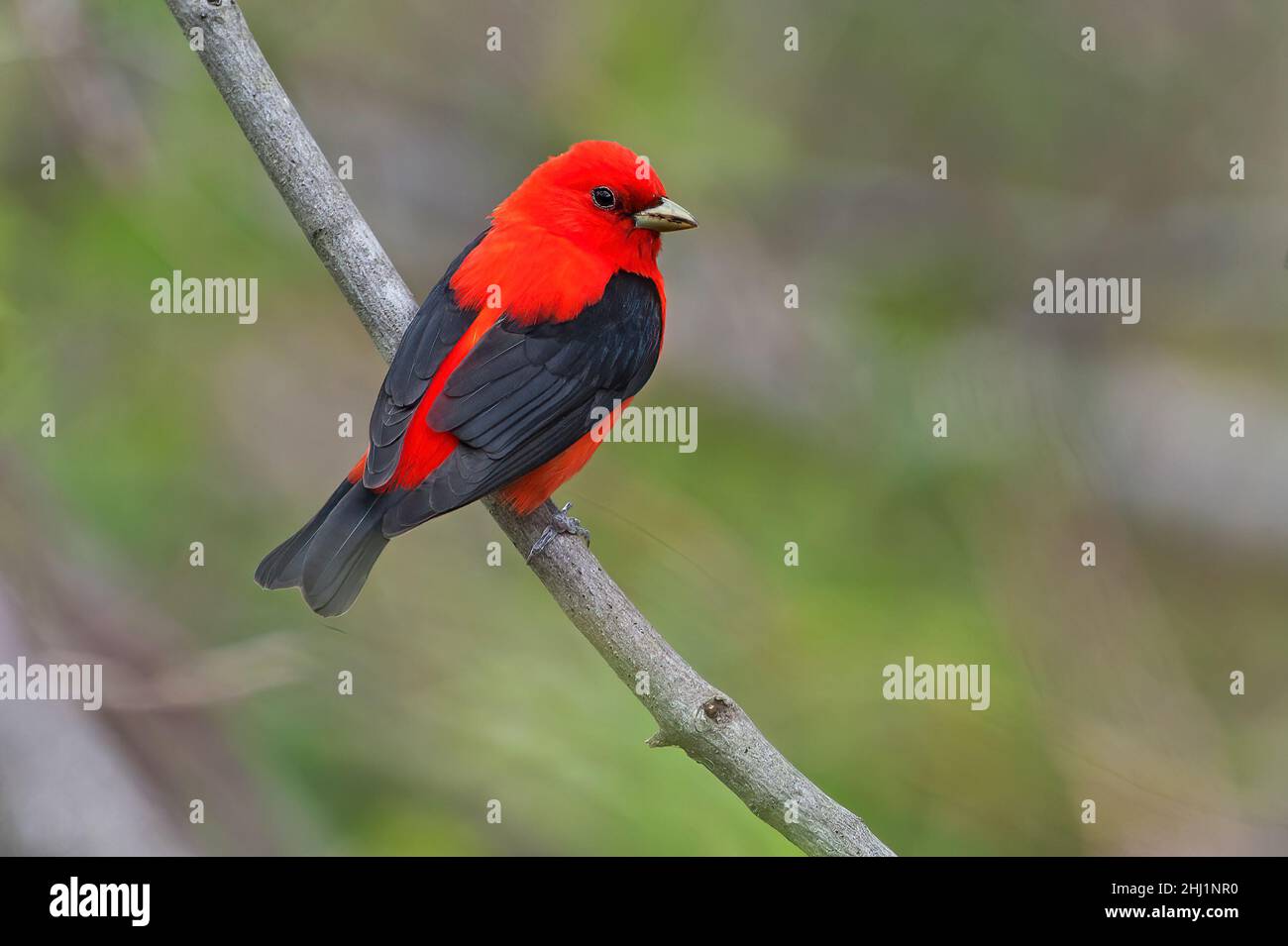 Male scarlet tanager during spring migration Stock Photo - Alamy