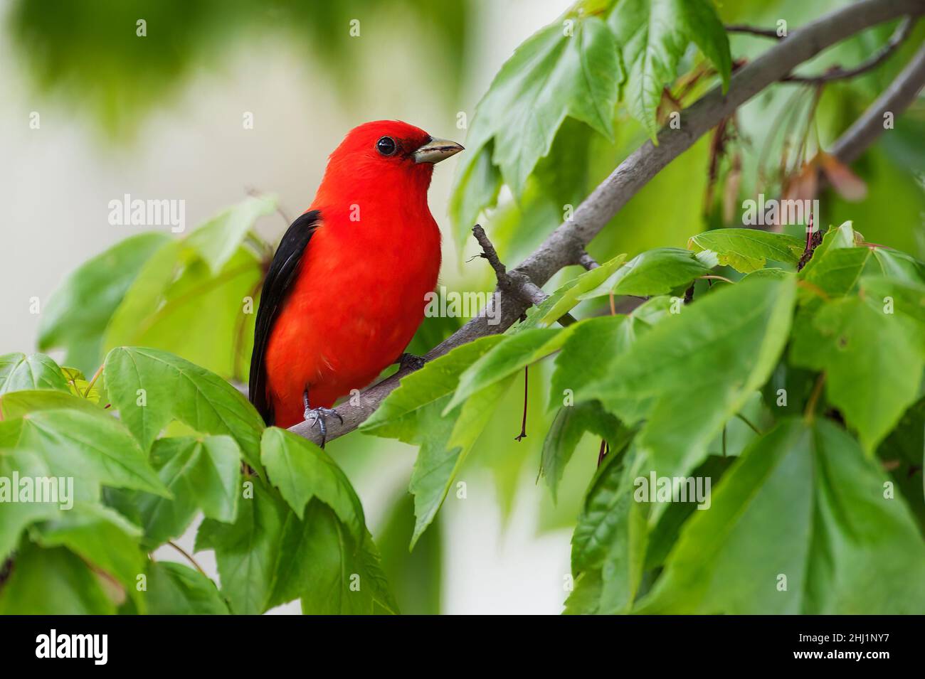 Male scarlet tanager during spring migration Stock Photo - Alamy