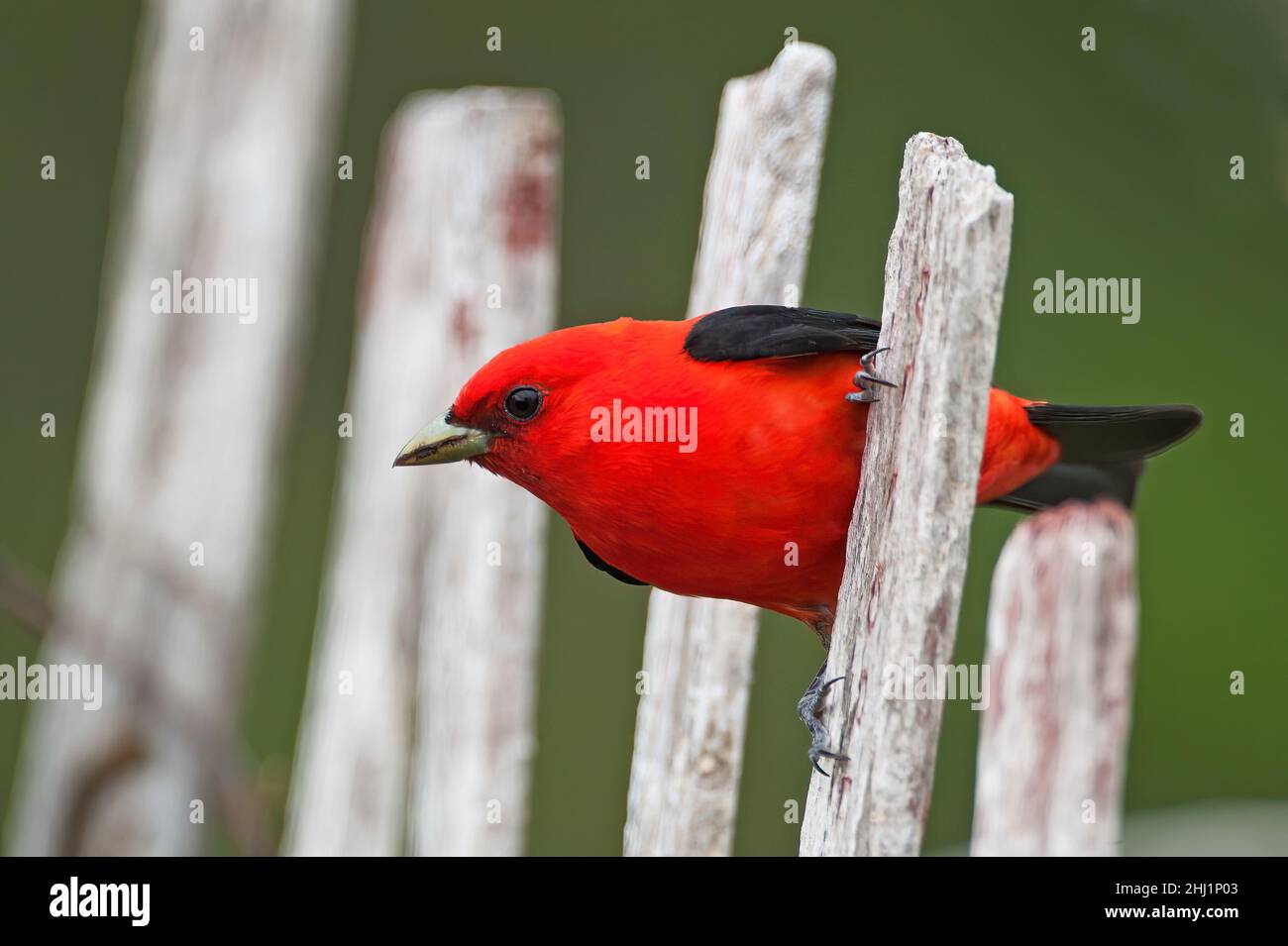 Male scarlet tanager during spring migration Stock Photo - Alamy