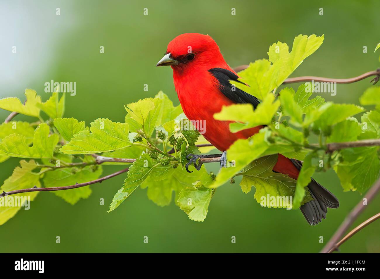 Male scarlet tanager during spring migration Stock Photo - Alamy